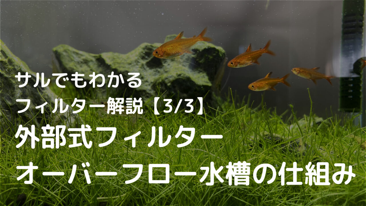 【サルでもわかる】外部式フィルター・オーバーフロー水槽のしくみ【水槽フィルター解説】｜ざっくリウム